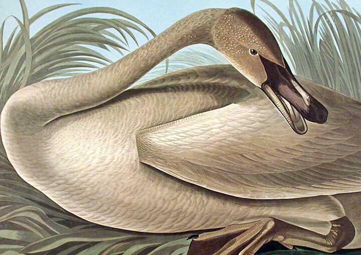 Trumpeter Swan young . From The Birds of America Amsterdam Edition ...